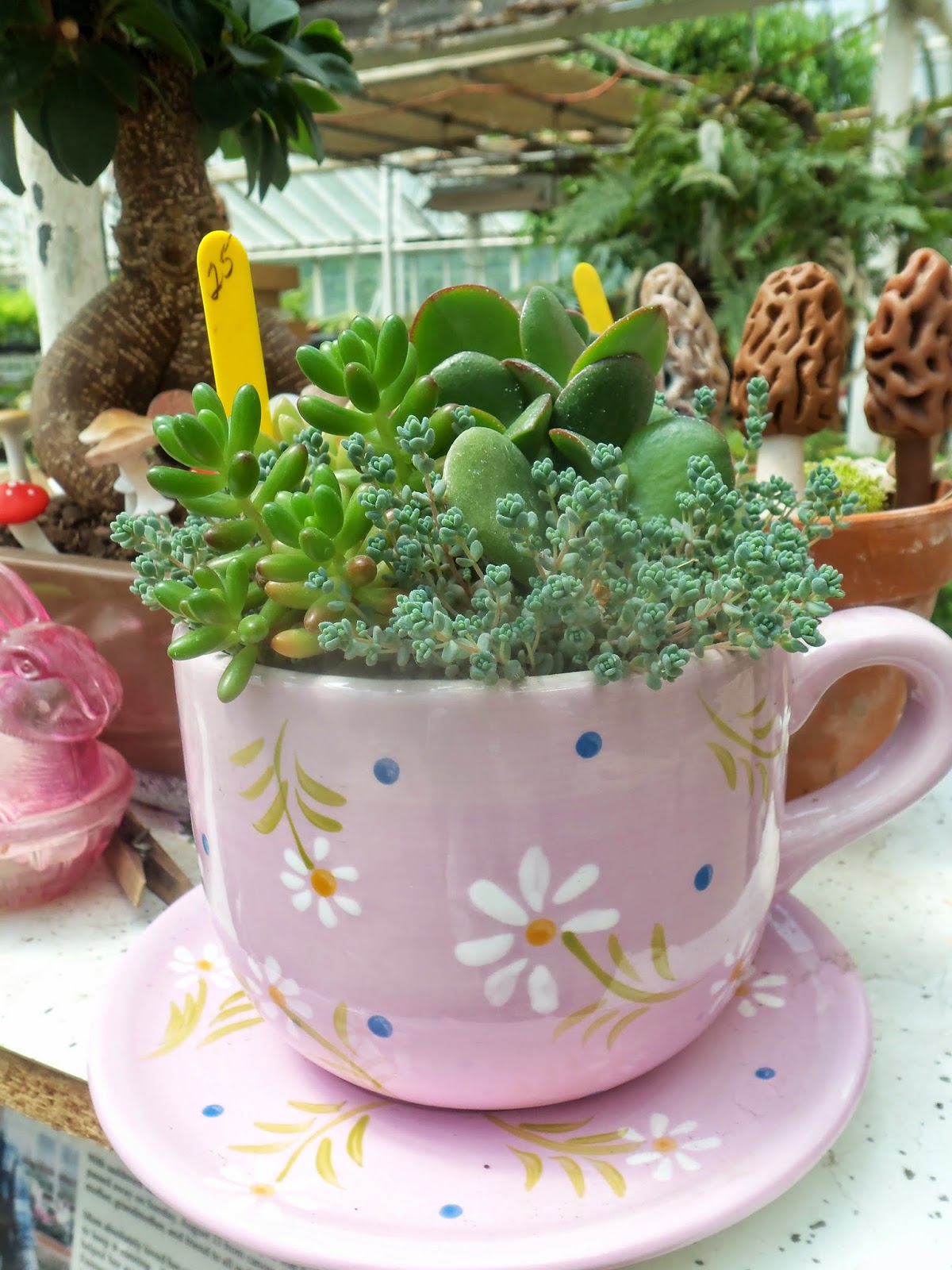 A Primitive Plot: Succulents at Graye's Greenhouse