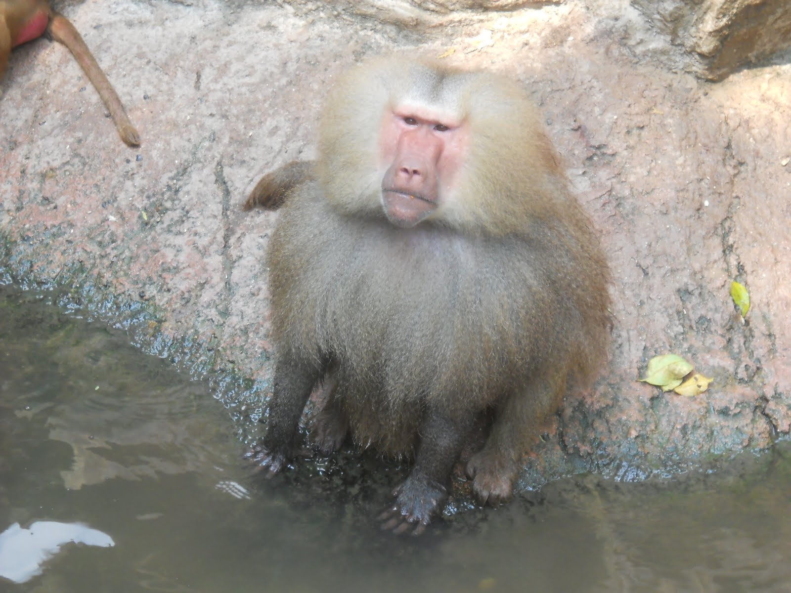 L.J. Popp's World adventures!: Spectacular Singapore Sojourn Part III!