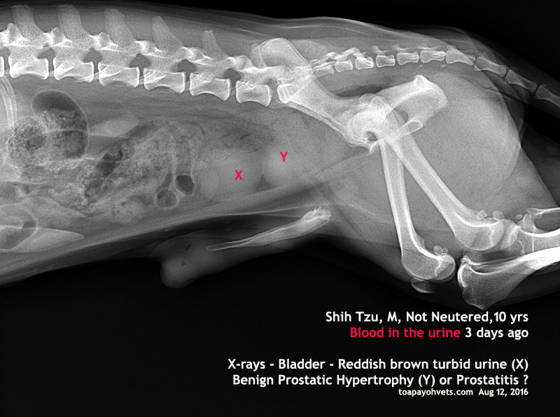 Be Kind To Pets, Vet case studies, Photography tips, Travel Stories ...