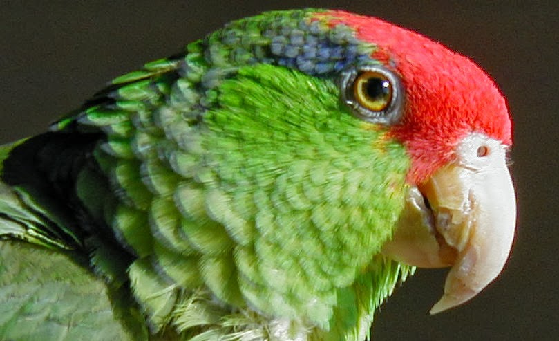 Bird Directory: Red-crowned Amazon