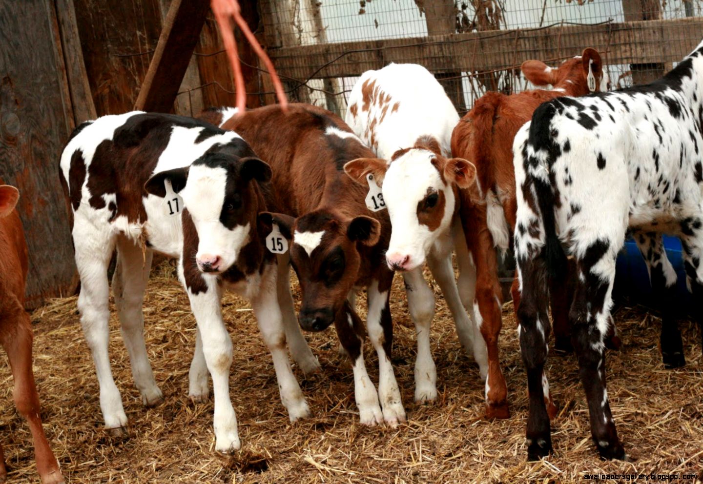 Real Farm Animals Sheep | Wallpapers Gallery