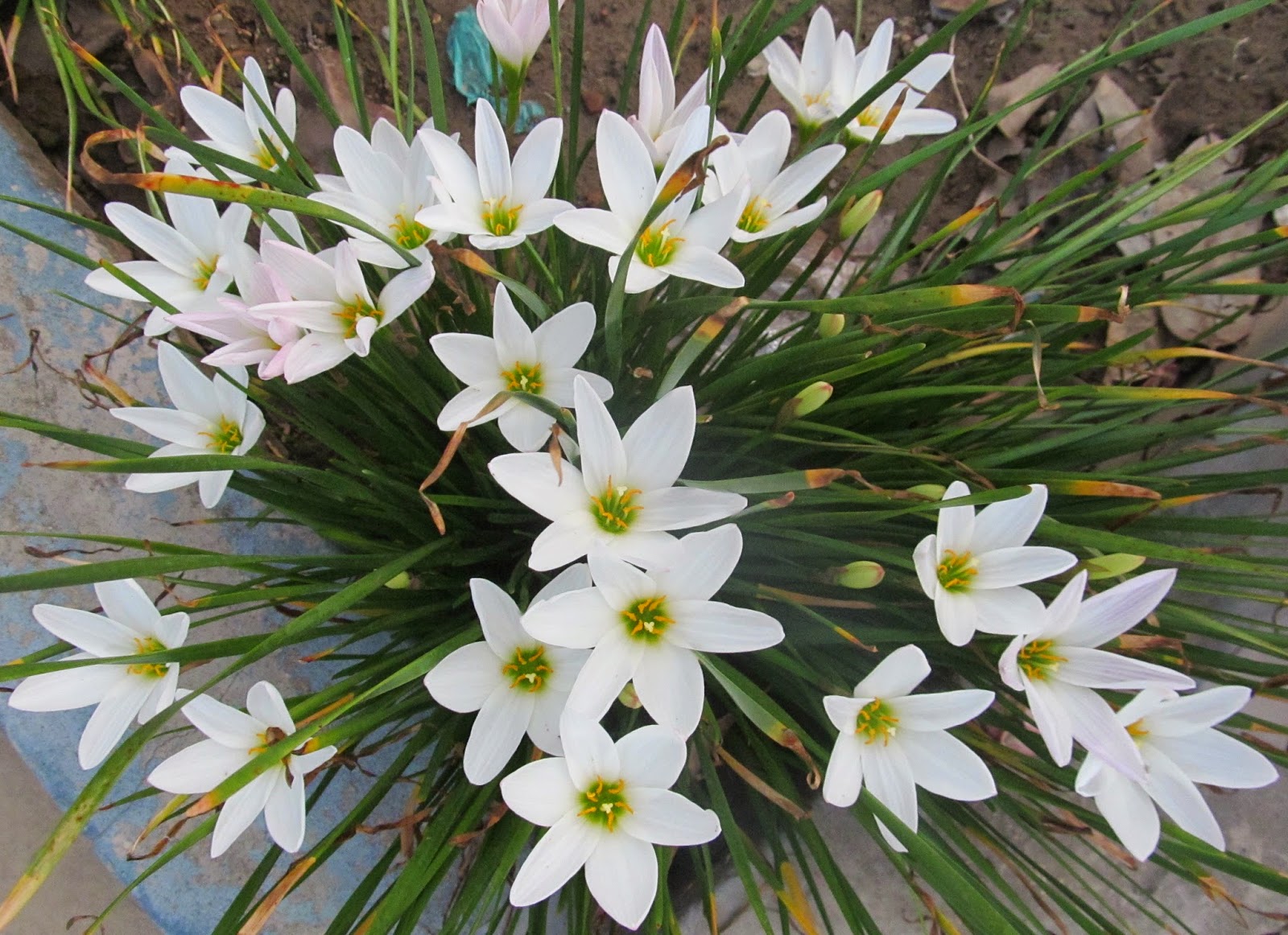 NATURAL & UNIQUE PHOTOGRAPHY: WHITE RAIN LILY FLOWER
