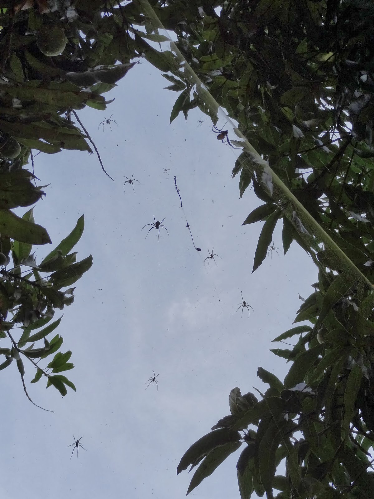 The Gerth Family: Mango Spiders