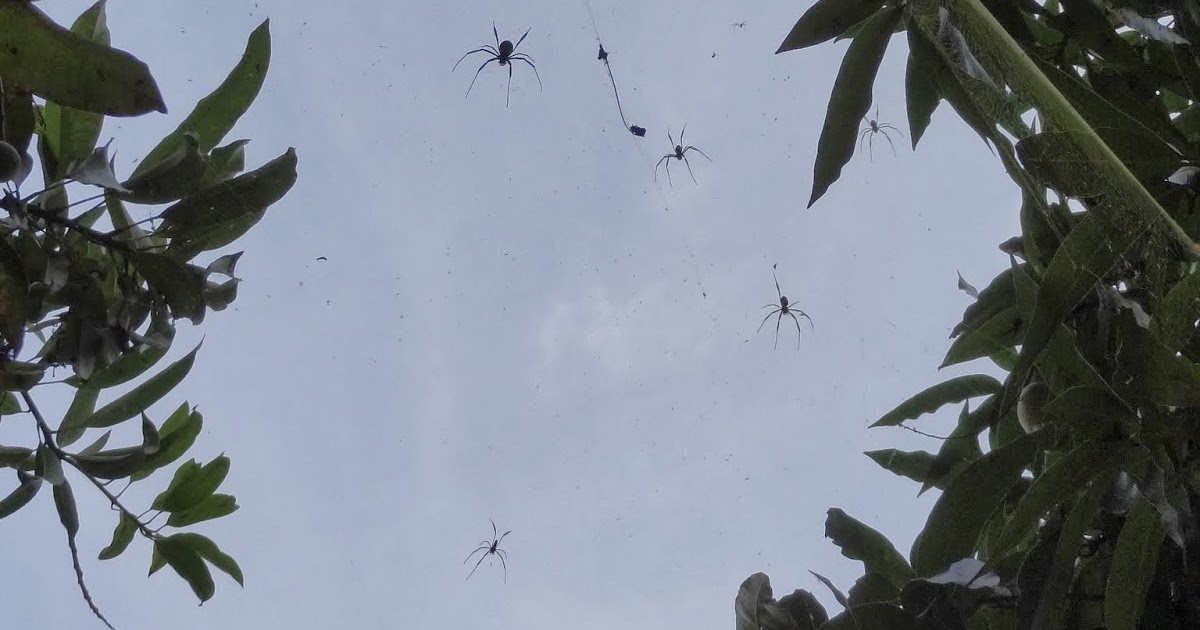 The Gerth Family: Mango Spiders