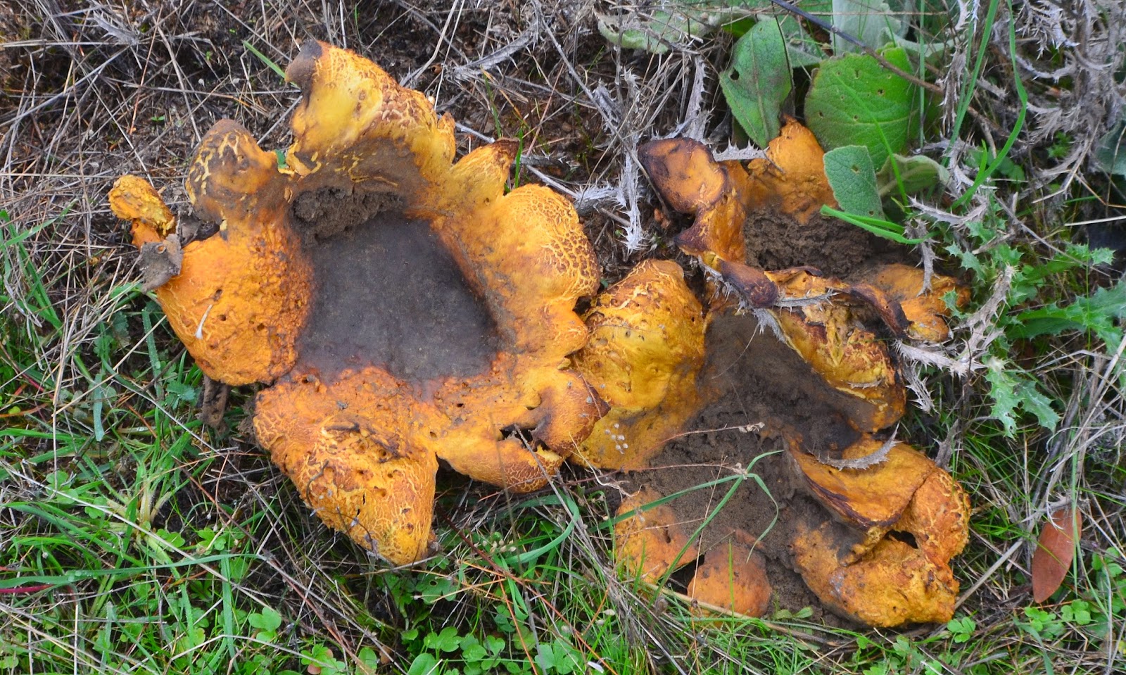 Setas Extremadura : Scleroderma Polyrhizum