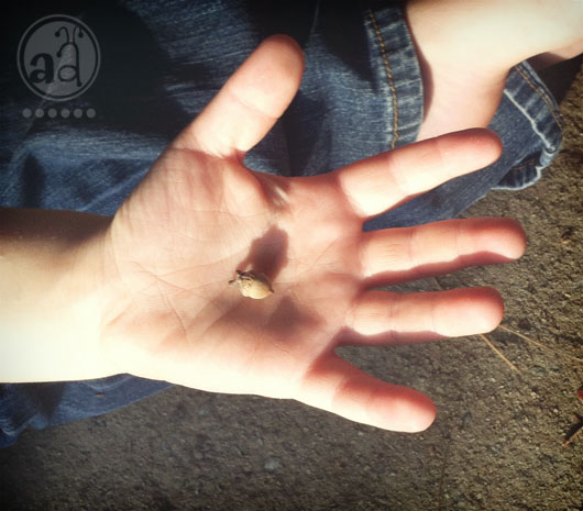 exciting fall yard finds and nature crafts | artsy ants