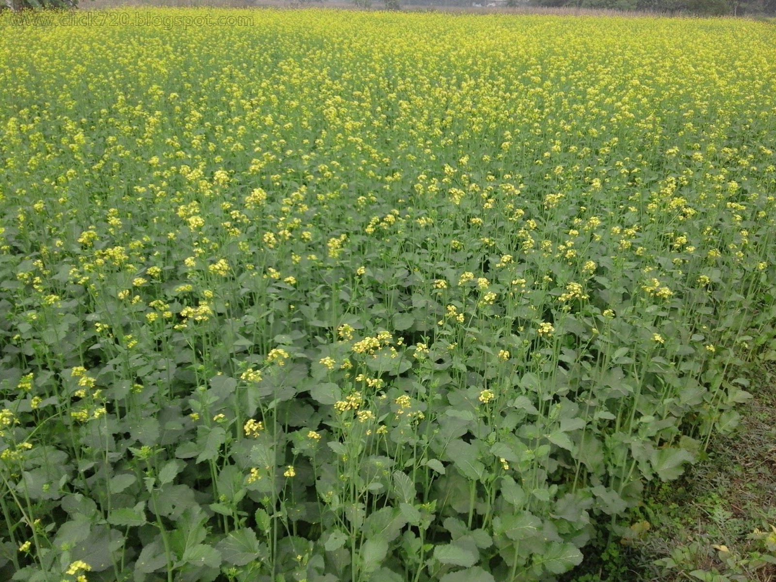 Sorisha full flowers