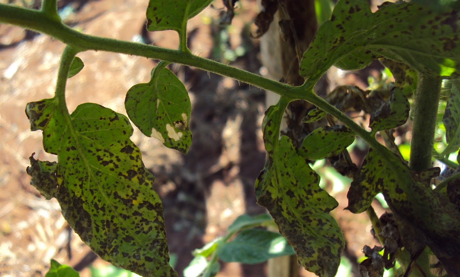 Septoriose ou Mancha-de-septória