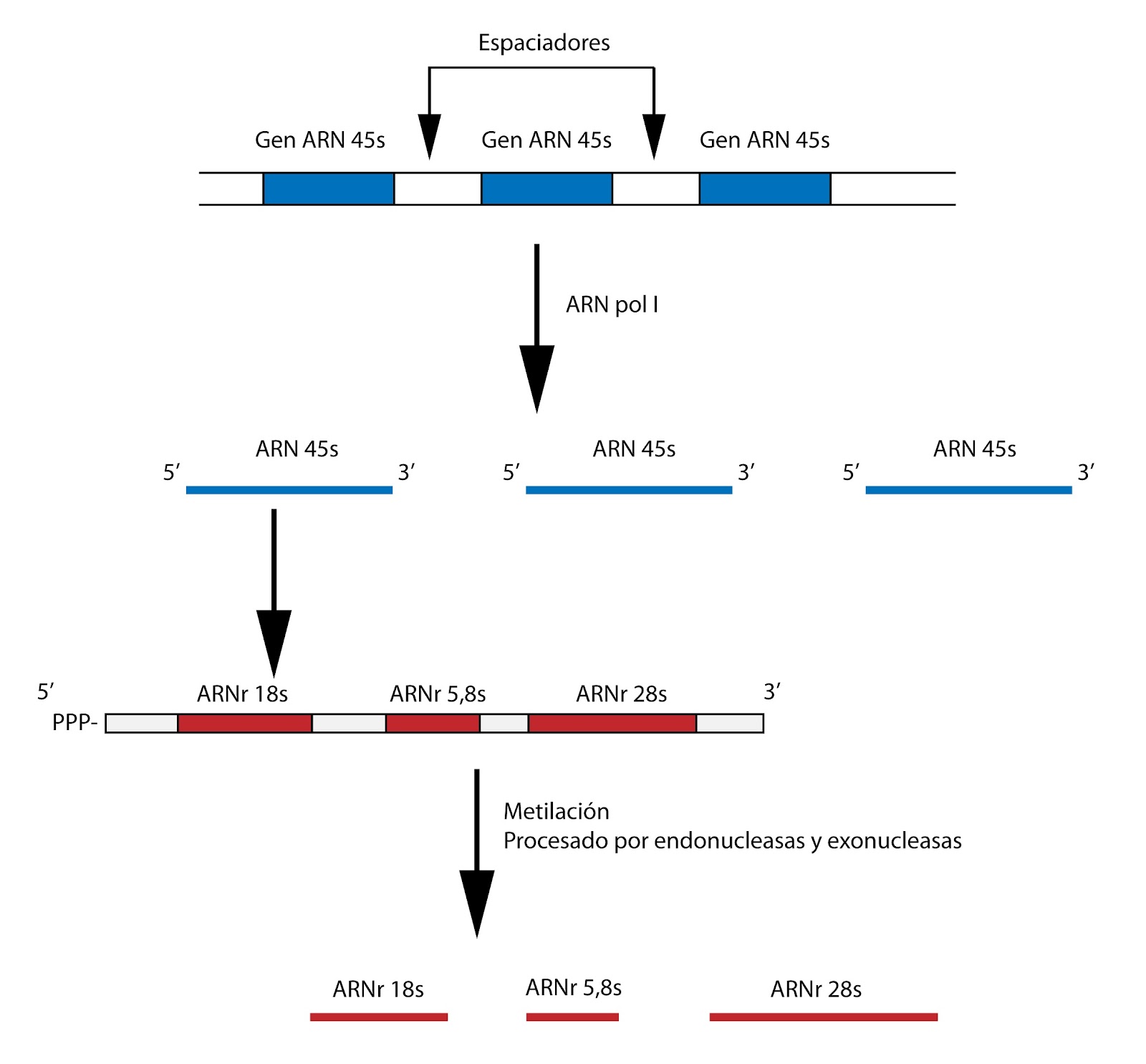 el moderno prometeo: ARN ribosomal y fabricación de ribosomas