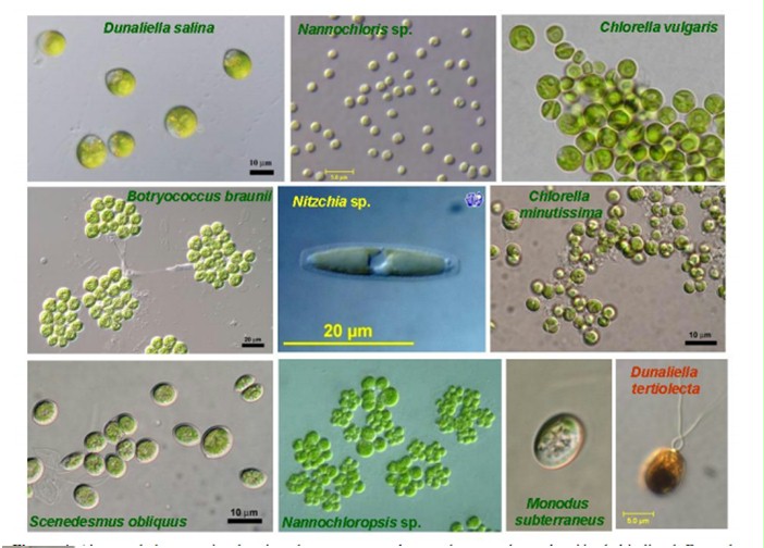 estreptociencia: MICROALGAS
