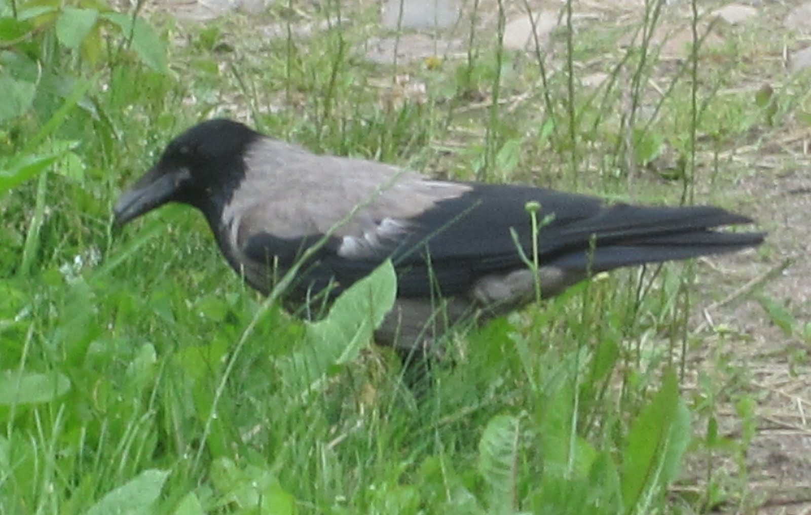 Cannundrums: Hooded Crow