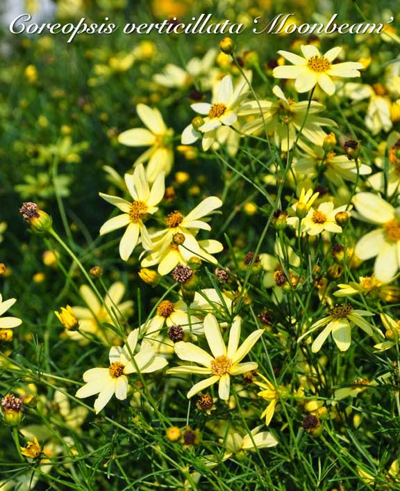 Three Dogs in a Garden: Threadleaf Coreopsis