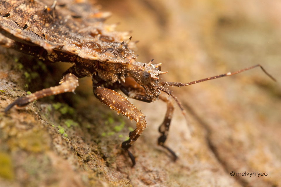 Melvyn's Photography: Reduviidae, Assassin Bug
