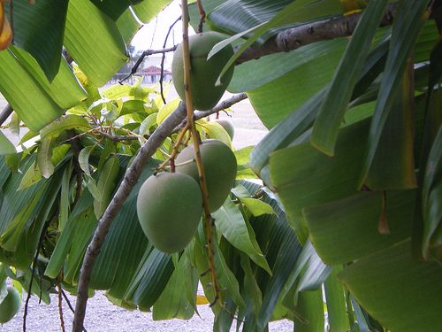 Ever Fresh Fruits: Irvingia gabonensis (African Mango)