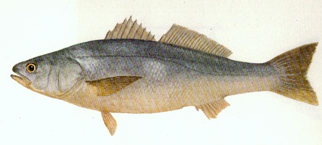 LA COCINA EN EL SUR: CORVINA AL HORNO