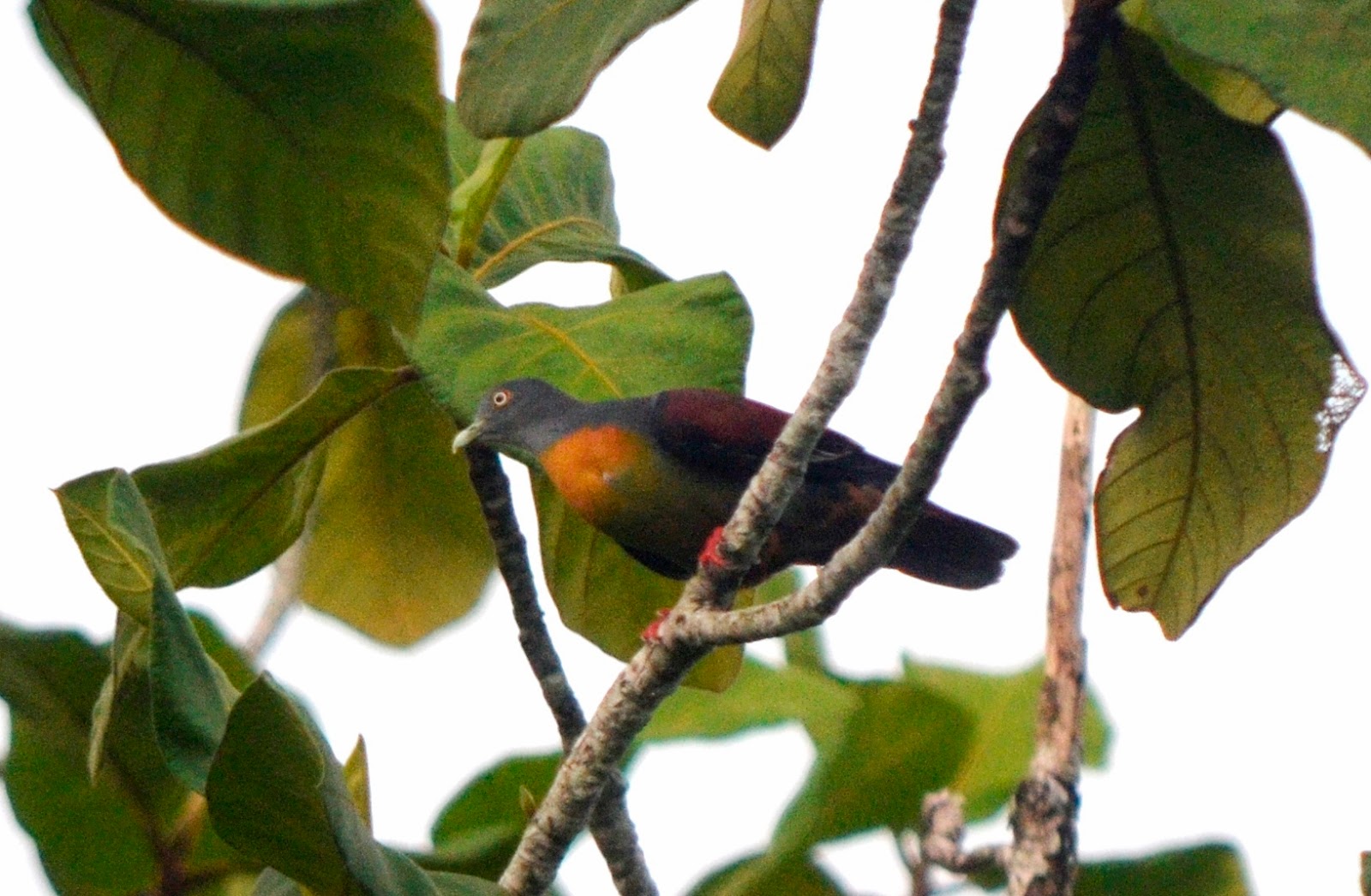 The Kambatik Park, Bintulu.: Male Punai Daun