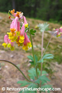 Restoring The Landscape With Native Plants: Native Plant of the Week ...