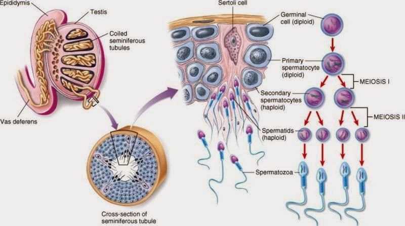 Struktur dan Fungsi Bagian-Bagian Organ Reproduksi Laki-Laki - Biologi ...