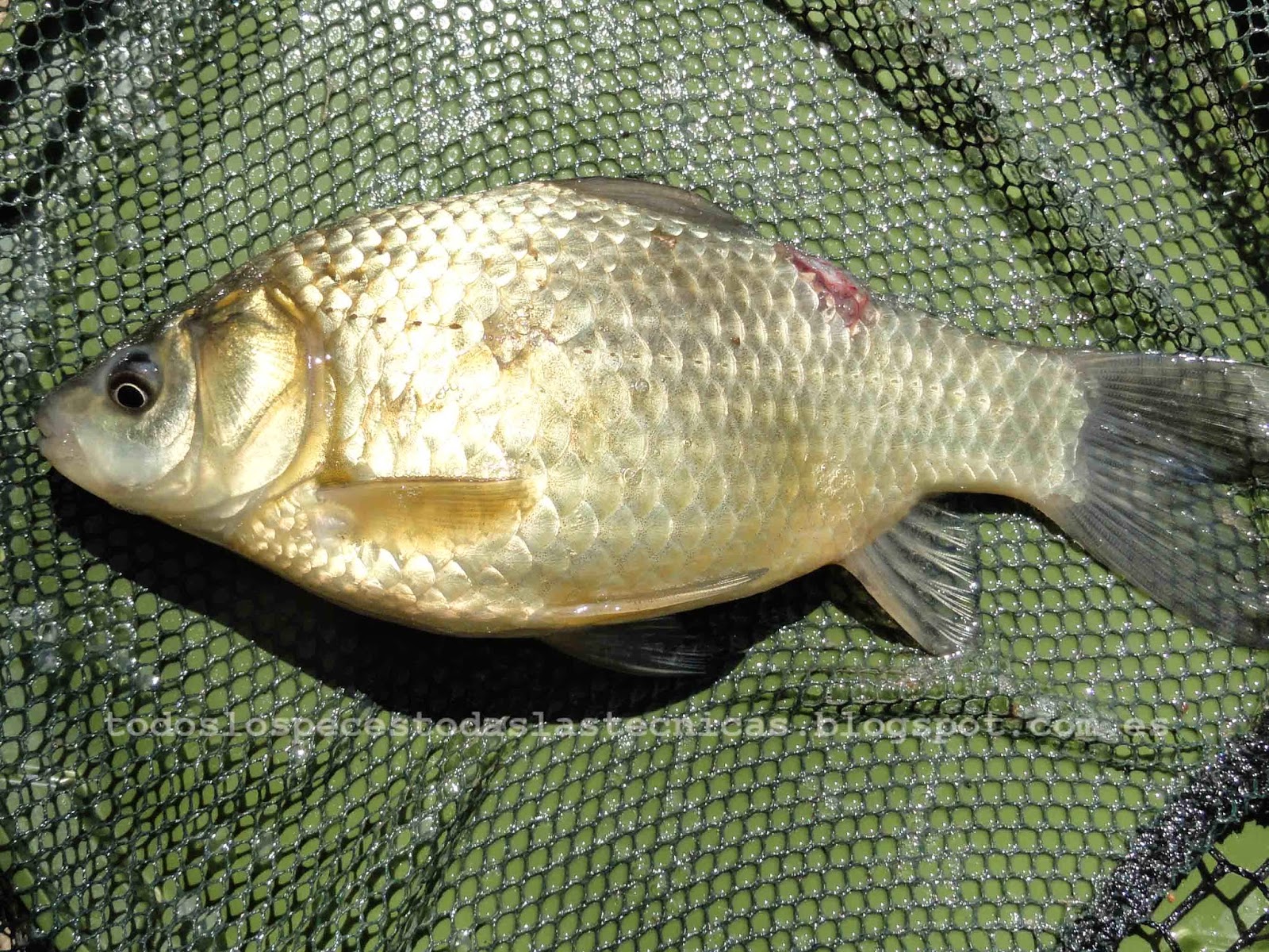 Pequeños peces de río - Little river fishes - Todos los peces, todas ...