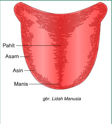 All In One: SISTEM PENCERNAAN MAKANAN PADA MANUSIA