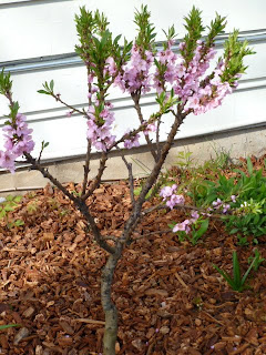 Daniel's Pacific NW Garden: The season begins. Peaches and plums in bloom.