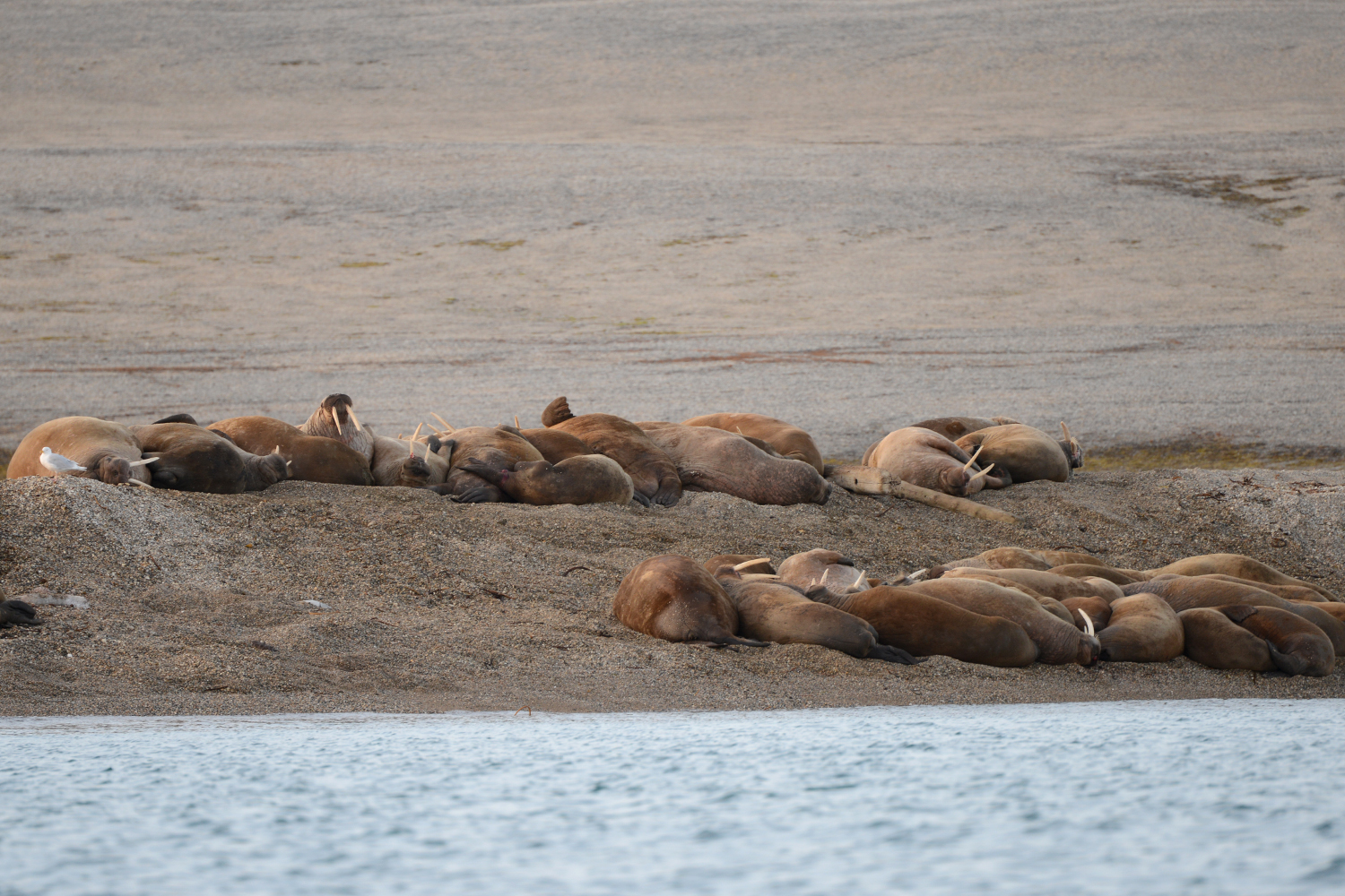 MV FRAM EXPEDITION BLOG: A Walrus day!