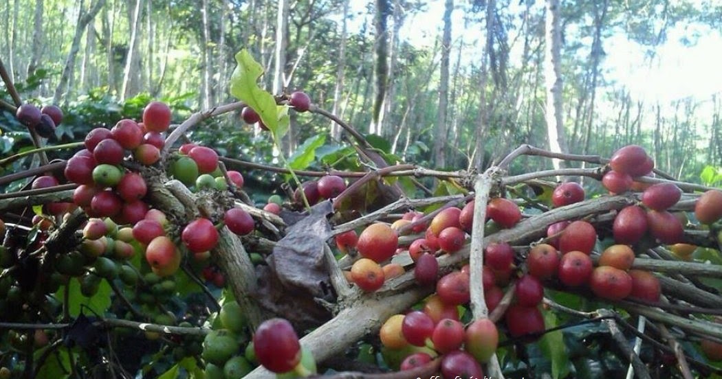 Explore Indonesian Coffee to Sulawesi Section