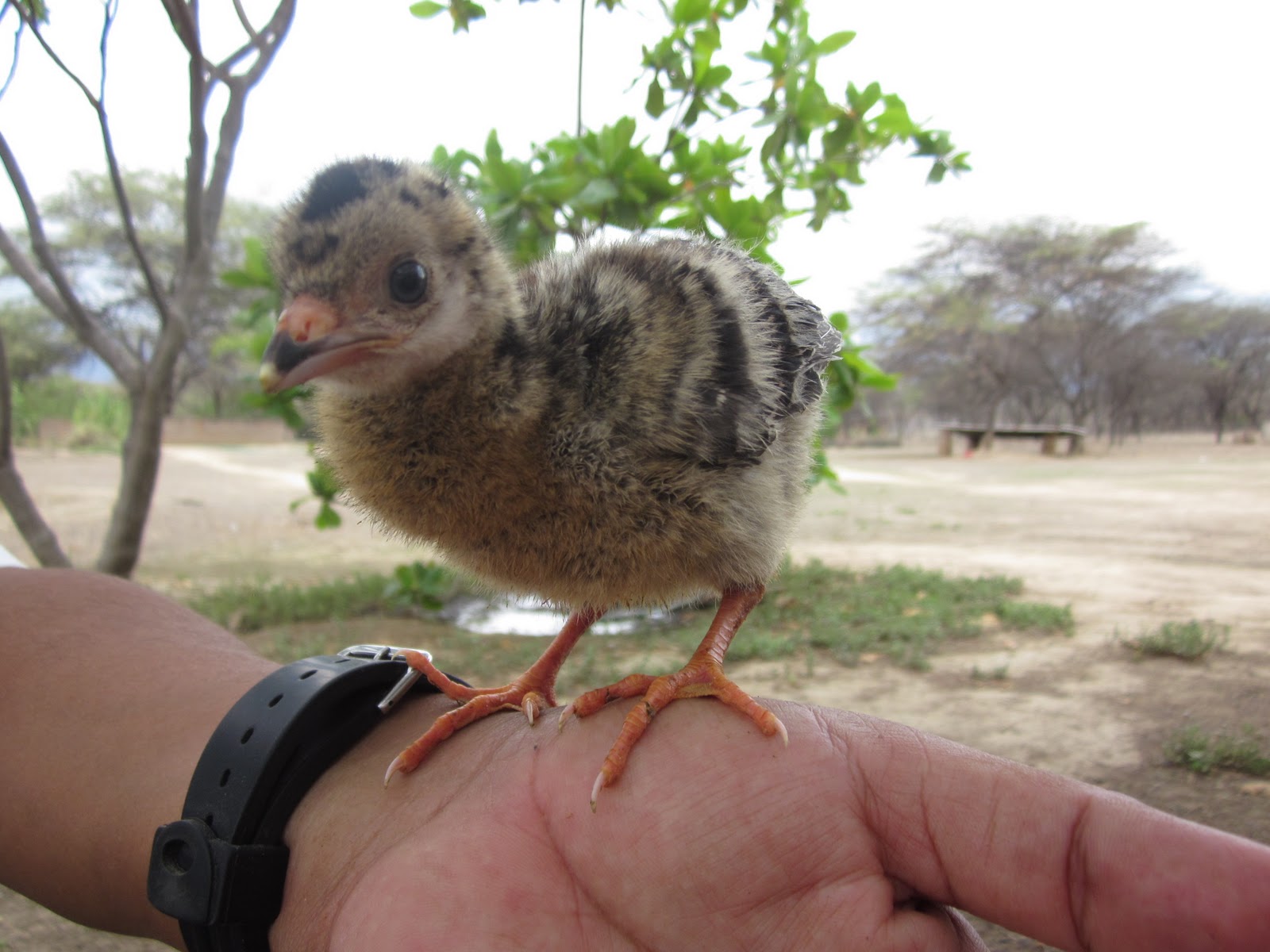 EL BLOG DE LA PAVA ALIBLANCA: Reproducción y Alimentación de la PAVA ...