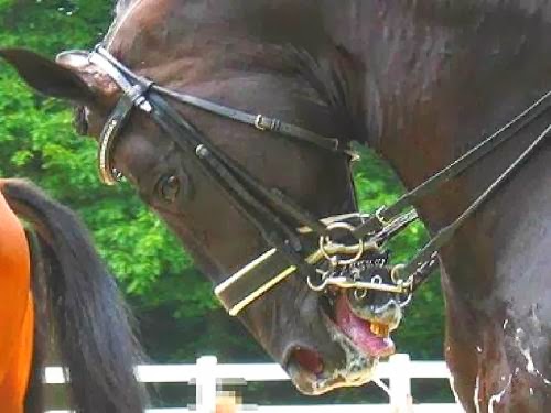 Ulike hesteutstyr: Rollkur (hyperflexion of the horse's neck)