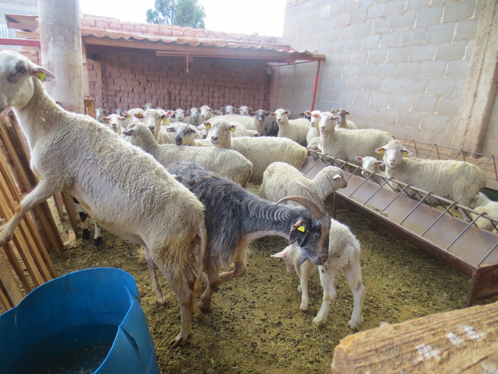 GESTACION EN BORREGAS: marzo 2014