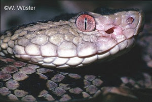 El Shushupe ~ cuentosselvaticos