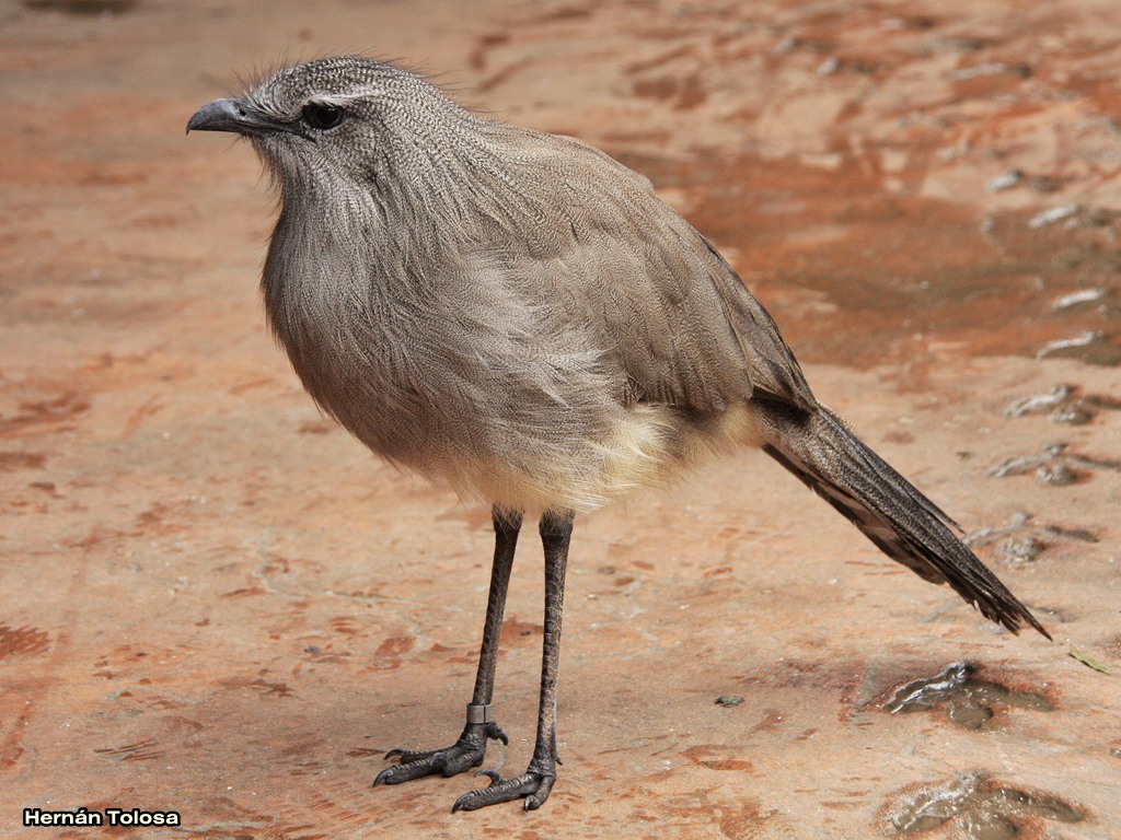 Aves de Argentina: Chuña patas negras (Chunga burmeisteri)