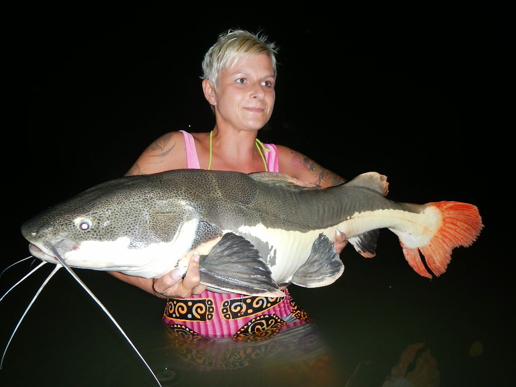 Albino Red Tail Catfish