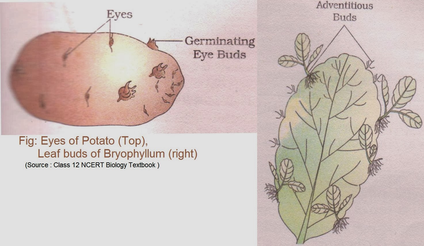 How Does A Bryophyllum Plants Reproduce Class 5 at Christopher Hannan blog