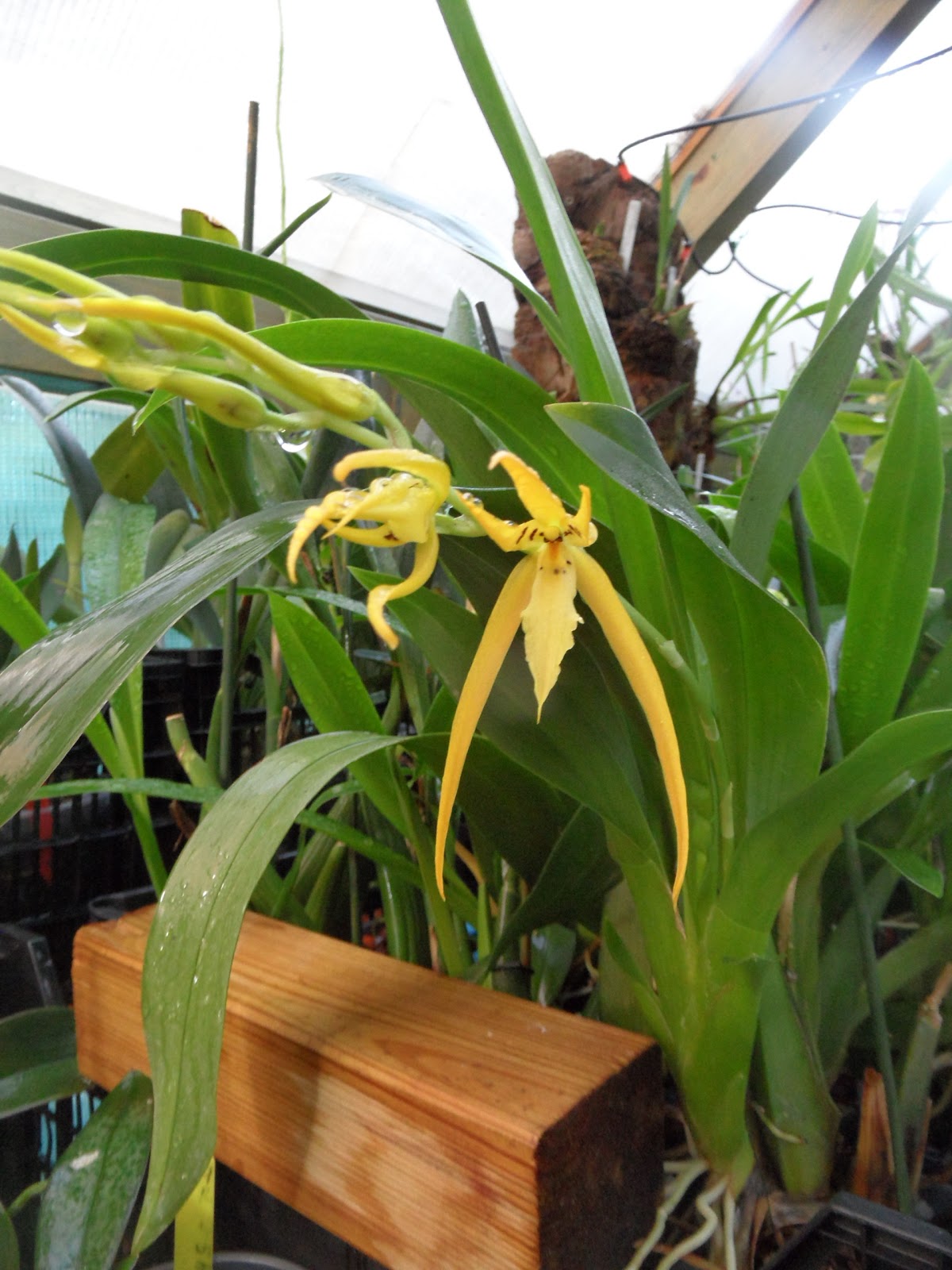 Orquídeas Blog de Angel Mar: Evolución de una vara floral (Híbrido tipo ...