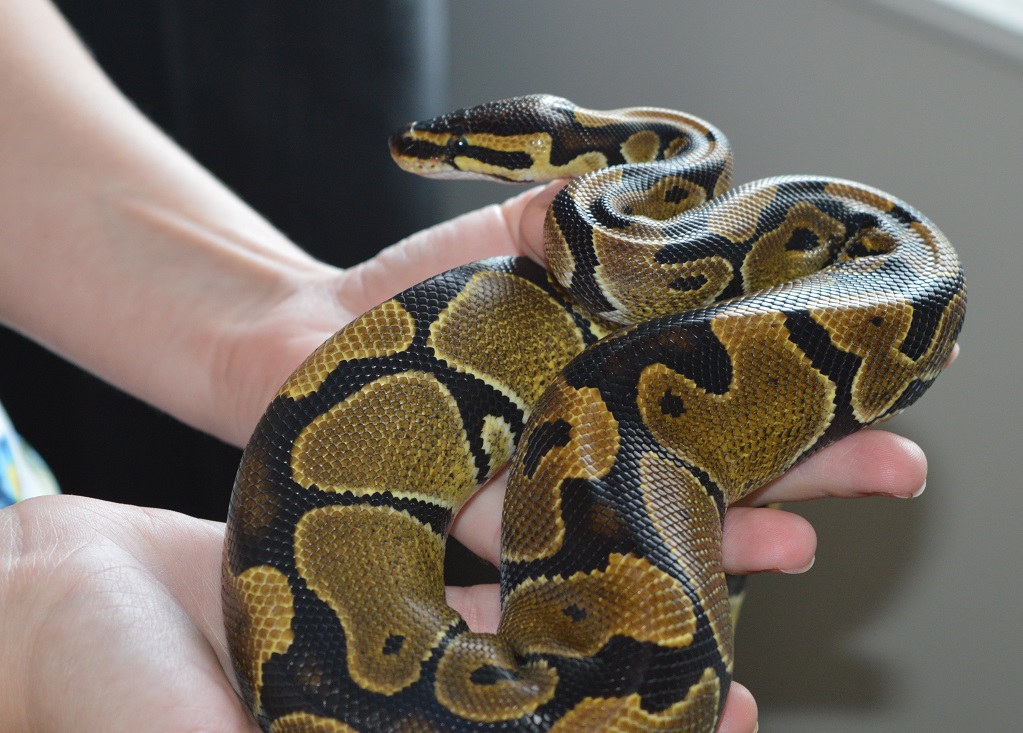 Monenlaisia mönkijöitä: Kuningaspyton senkun kasvaa