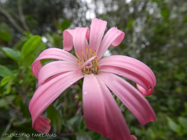 Florestas Pampeanas: FLORA PAMPEANA: ACA-BRO.