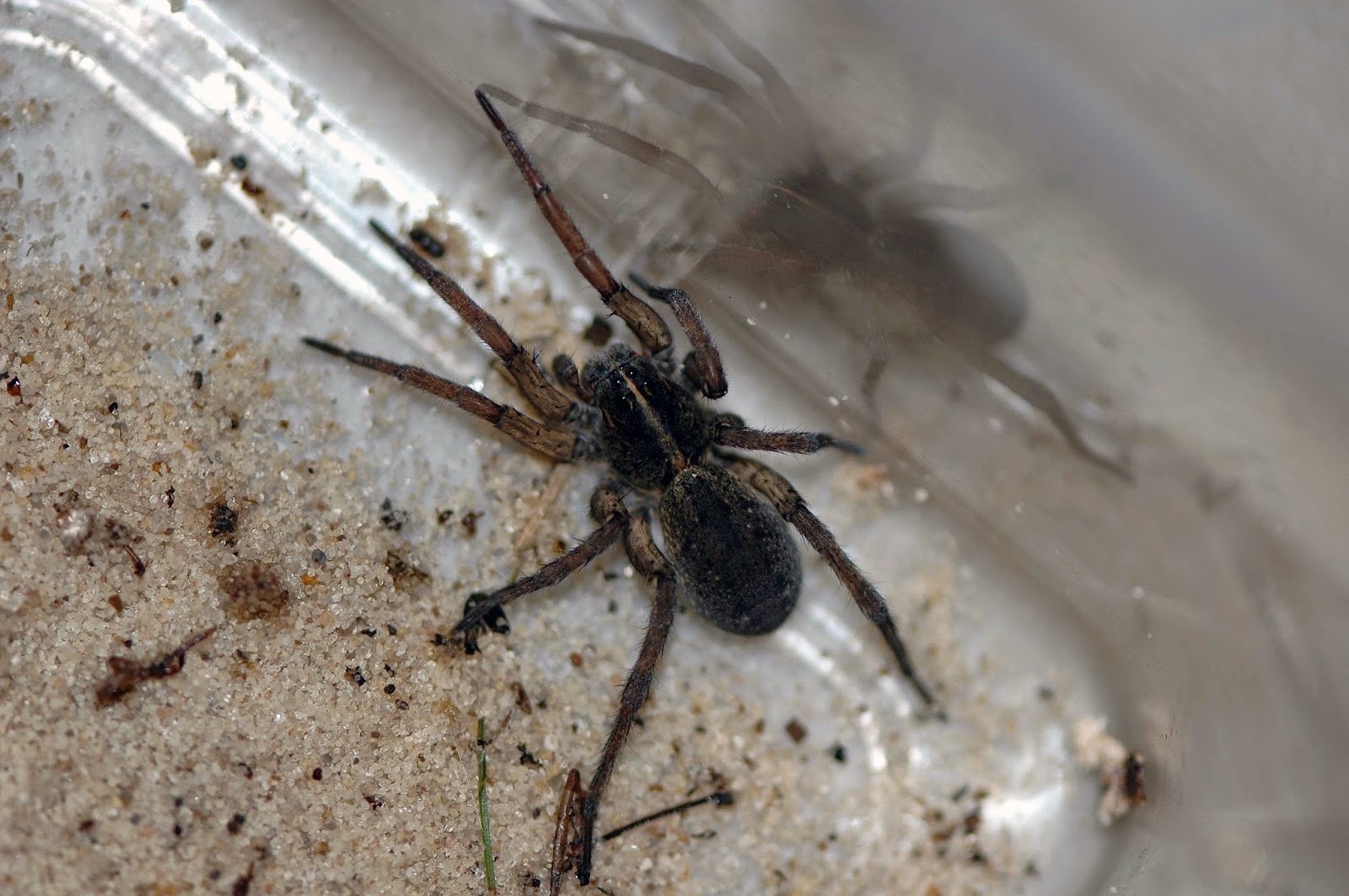Field Biology in Southeastern Ohio: A Few More Ohio Spiders