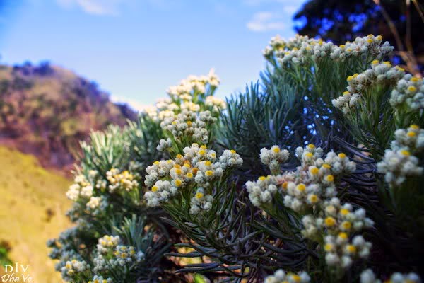 Edelweis Di Bromo Terancam Punah - Catatan Si Bolang