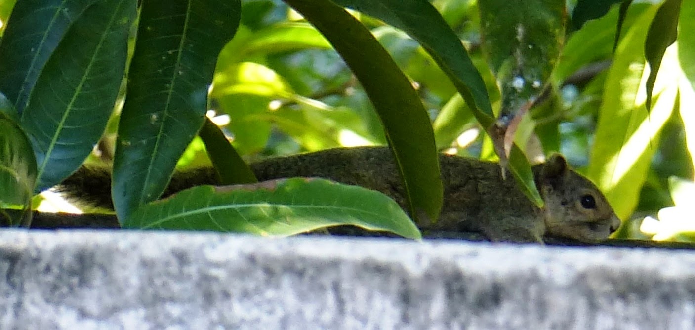 Glorious Birds: Myanmar: Cultural Splendours with a Dash of Nature