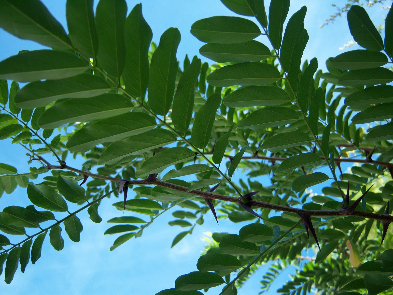 FALSA ACACIA - BOTÀNIC SERRAT