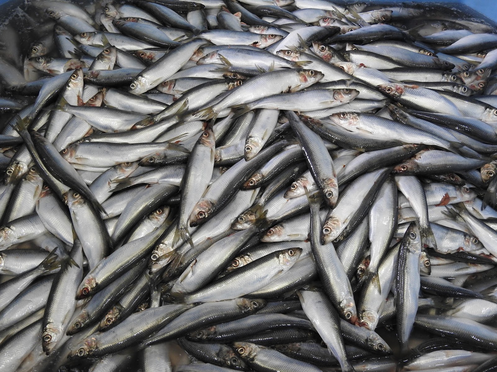 SKÅDA! Fågel, natur, kultur på Österlen: SILL!