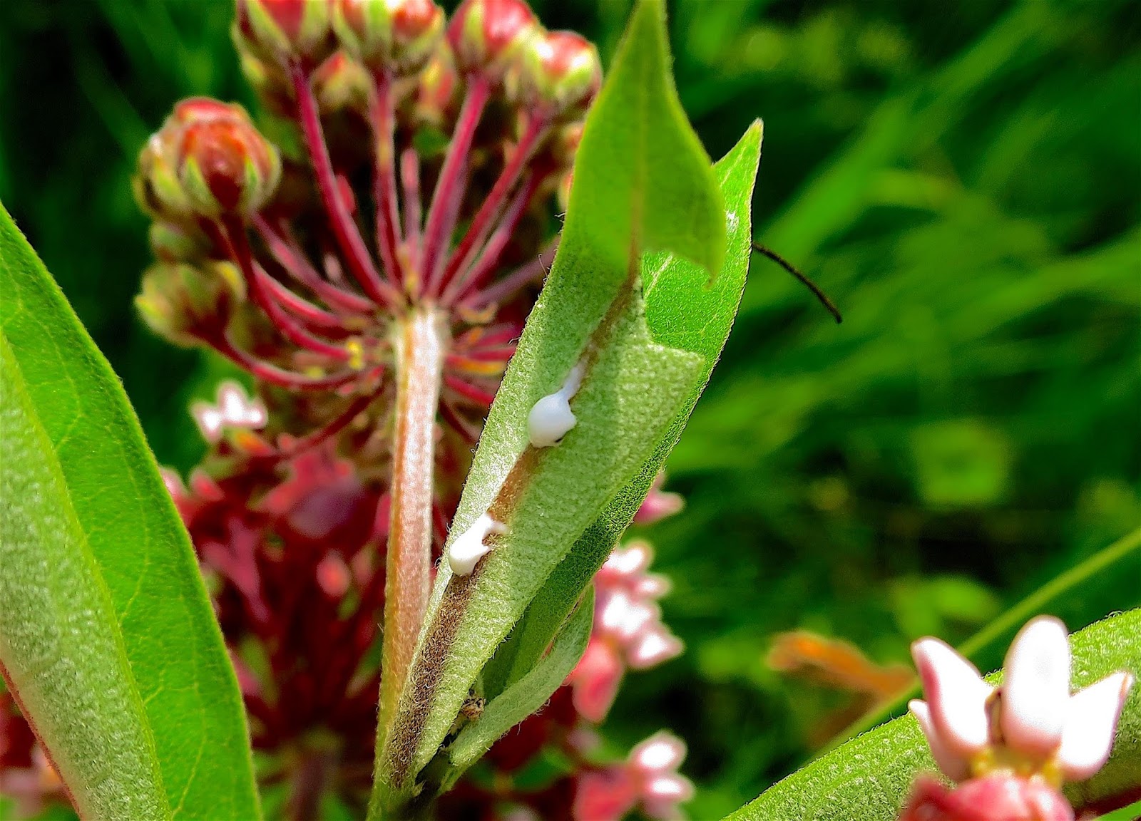 Saratoga woods and waterways: Blooms on the Bog, Bugs in the Blooms