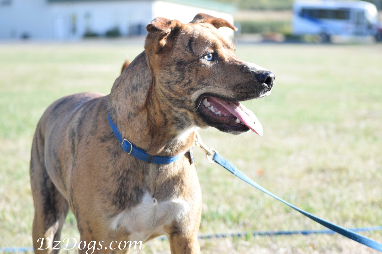 DZ's Adventures: Unleash the Hound!!