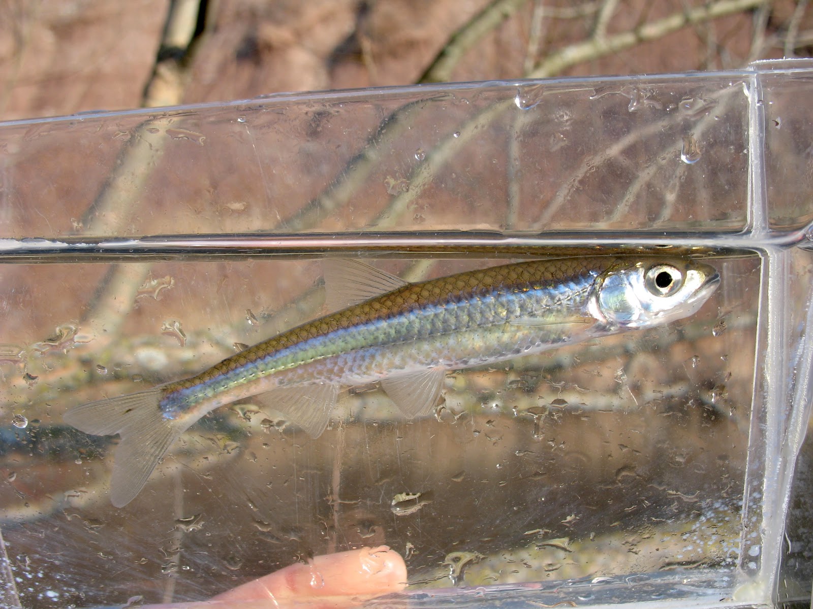 MuskieBait Adventures: When grown men fell to 1-inch fish