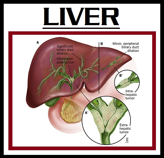 liver cancer info