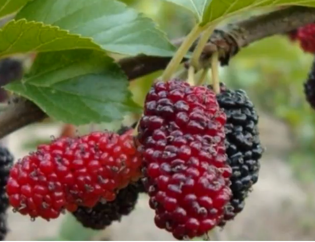 Manfaat Buah Murbei untuk Kesehatan dan Kecantikan