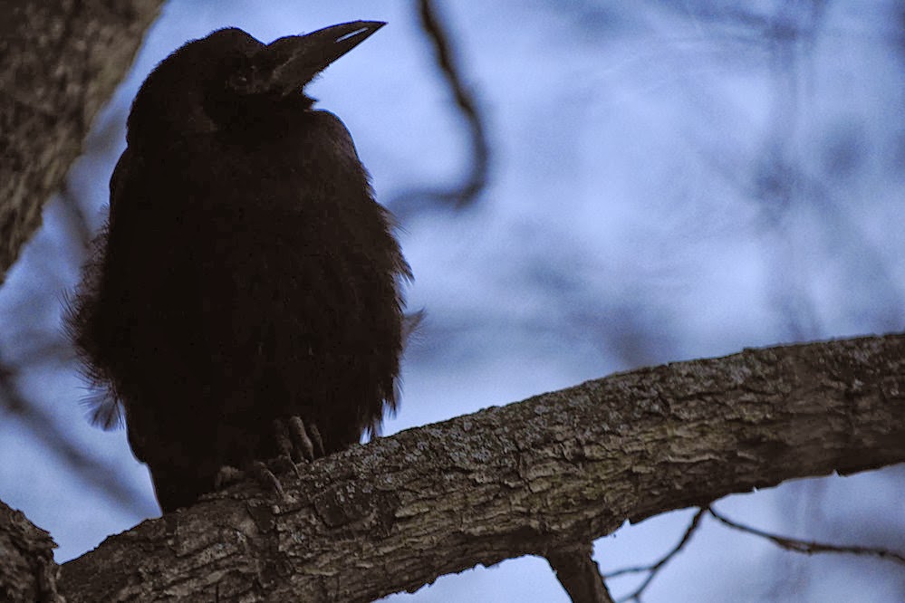 DREAMCANTADORA: Odin a jeho havrani