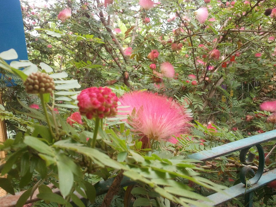 PazzaPazza: NEMUNOKI - THE SLEEPING TREE