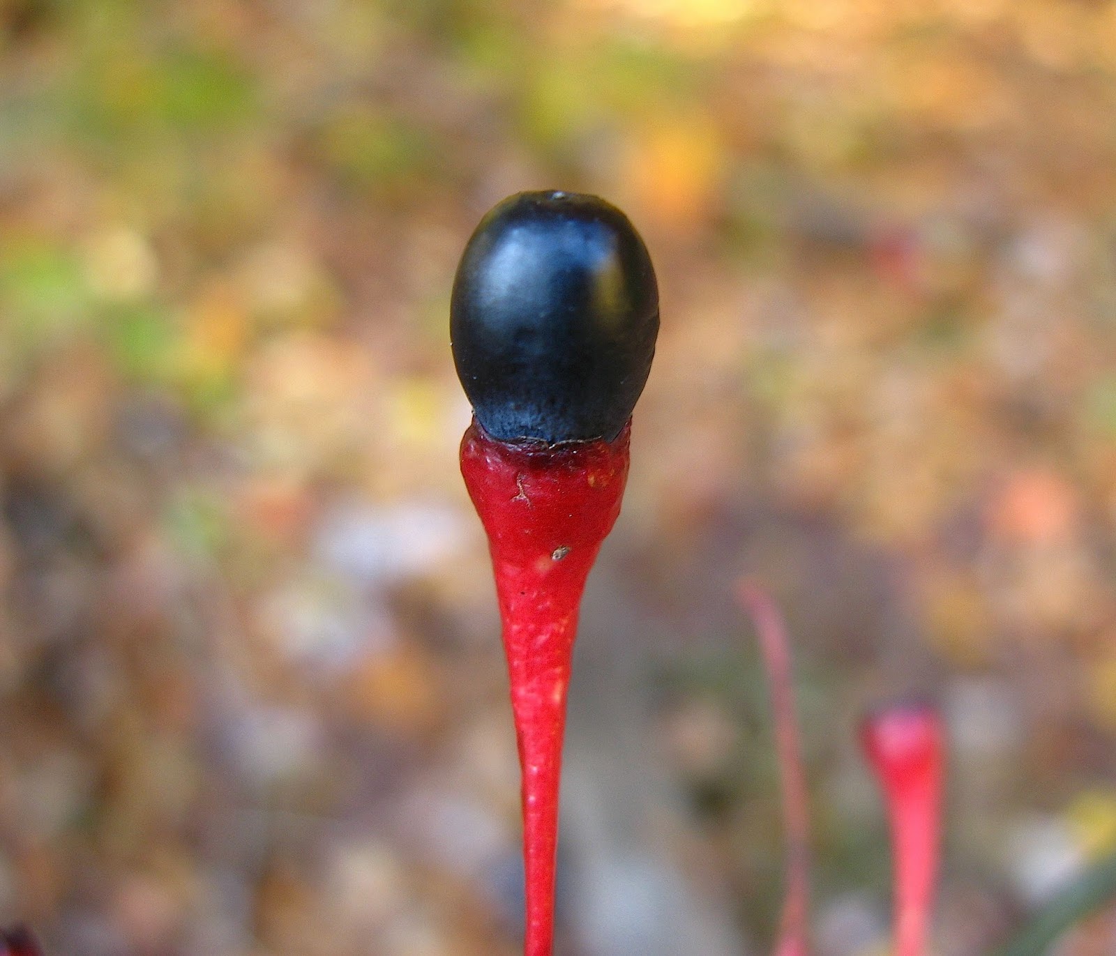 Saratoga woods and waterways: Seed-hunting for Ed